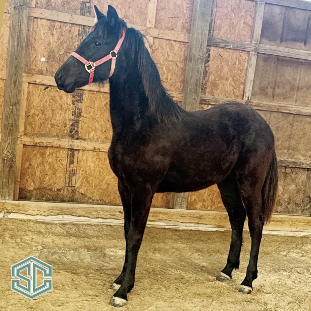 41) TRUE BLUE LADY 22401589 – Sired By WGC Mr. True Blue and out of a ...