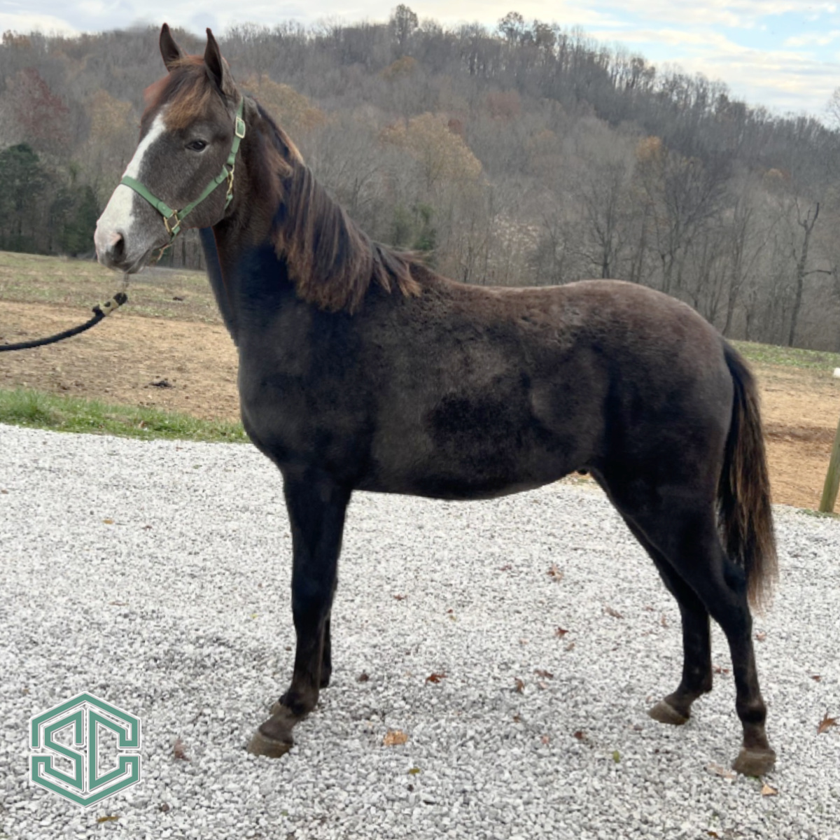 W63) UNDER FURTHER REVIEW 24400177 – Sired by WGC The Dixie Lineman and ...