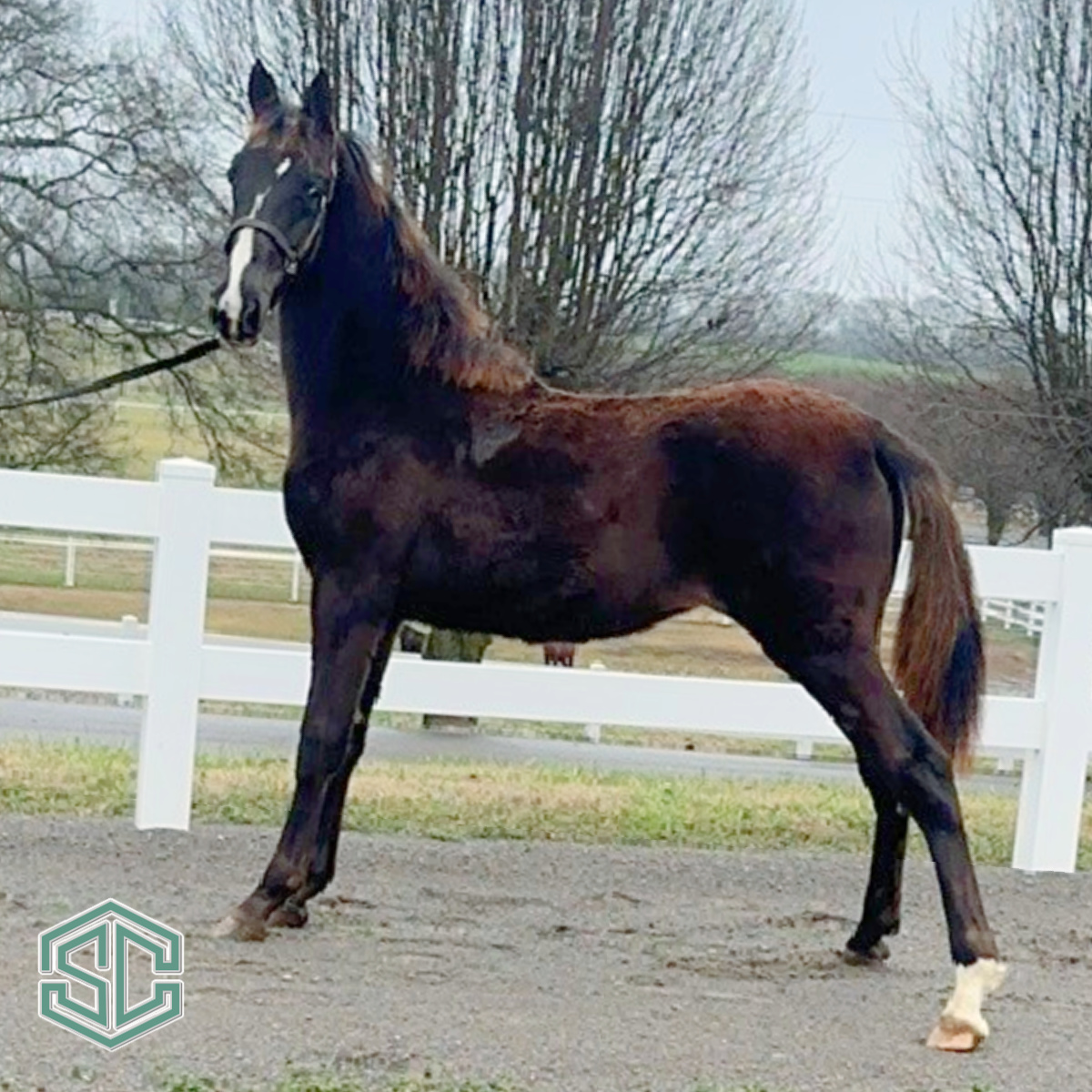 J67) SMOOTH WALKING 22401893 – Sired by WGC Walk Time Charlie and out ...