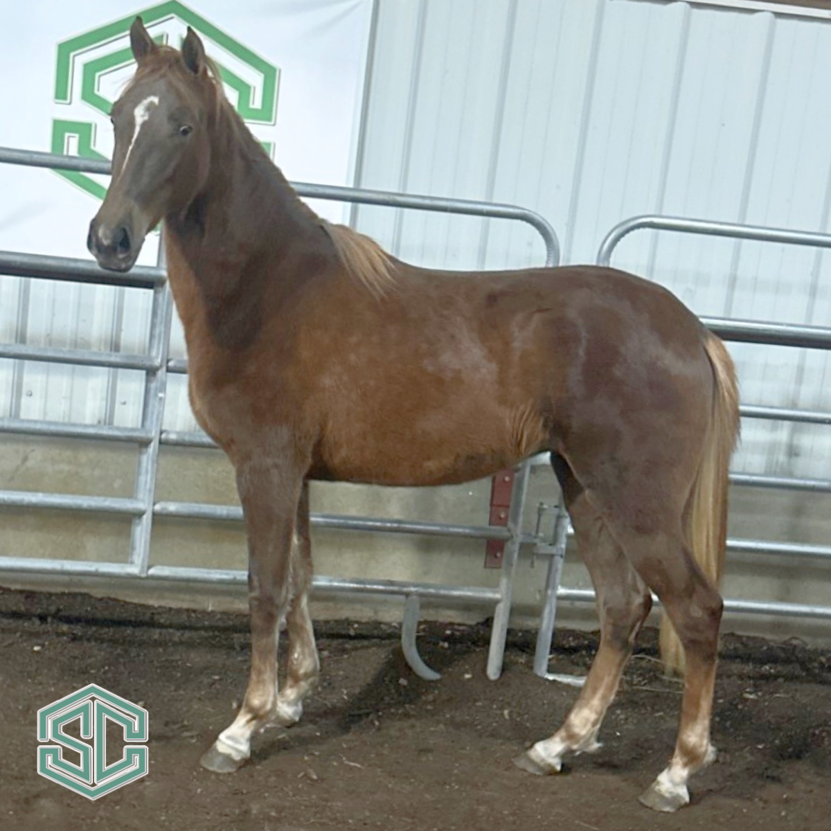 49) A ROSE RED REVIVAL 22401743 – A BEAUTIFUL YEARLING FILLY sired by ...