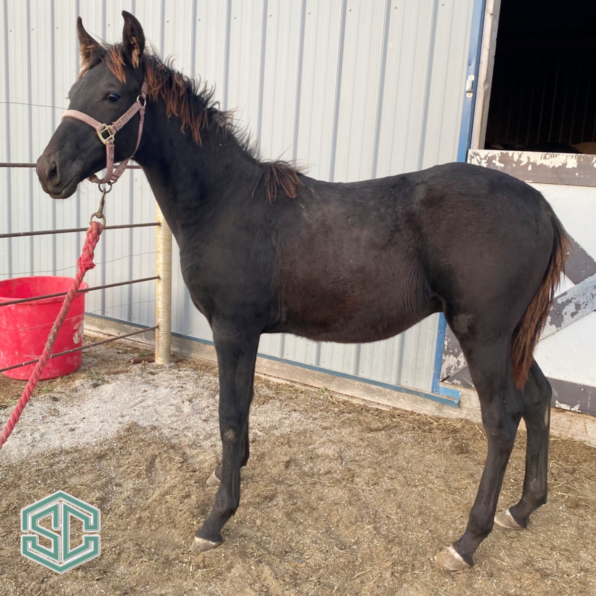 J64) CL’S THUNDERSTRUCK IVORY 22400390 – A YEARLING GELDING sired by Moonlight Ivory and out of ...