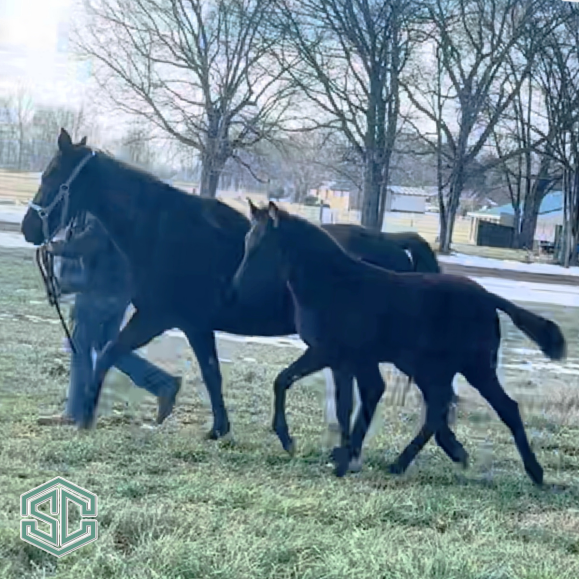 J90) HARRAH 21101964 – A daughter of WC Ample Cash out of a JFK mare ...