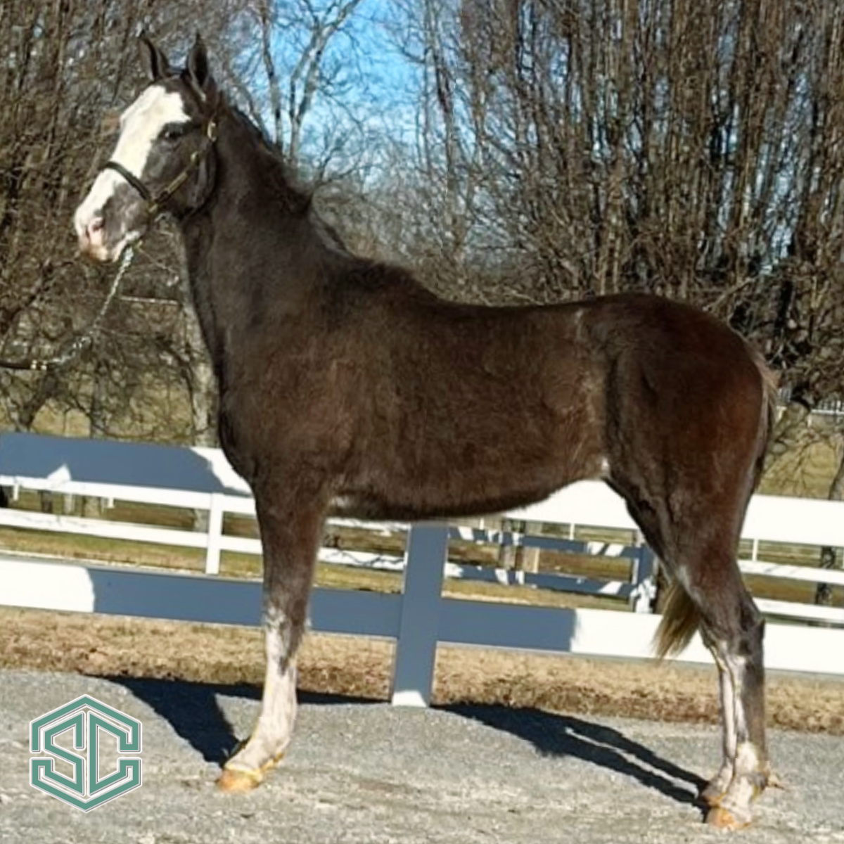 J55) JUST A LIL BIT 22400010 – A FALL SABINO Yearling filly sired by 3X ...