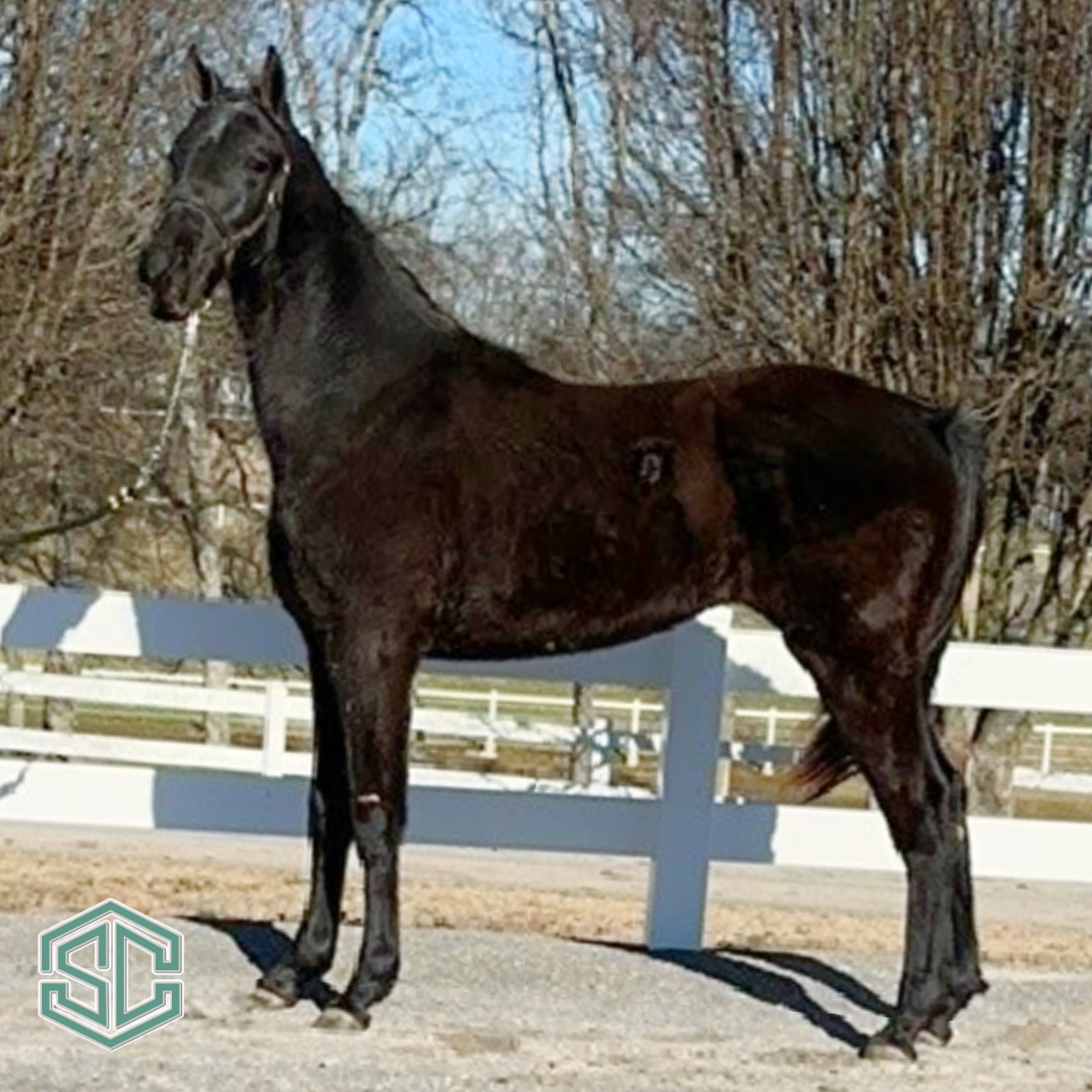 J94) JUSTA LADY 22400248 – A daughter of 3X WGC Justified Honors and ...