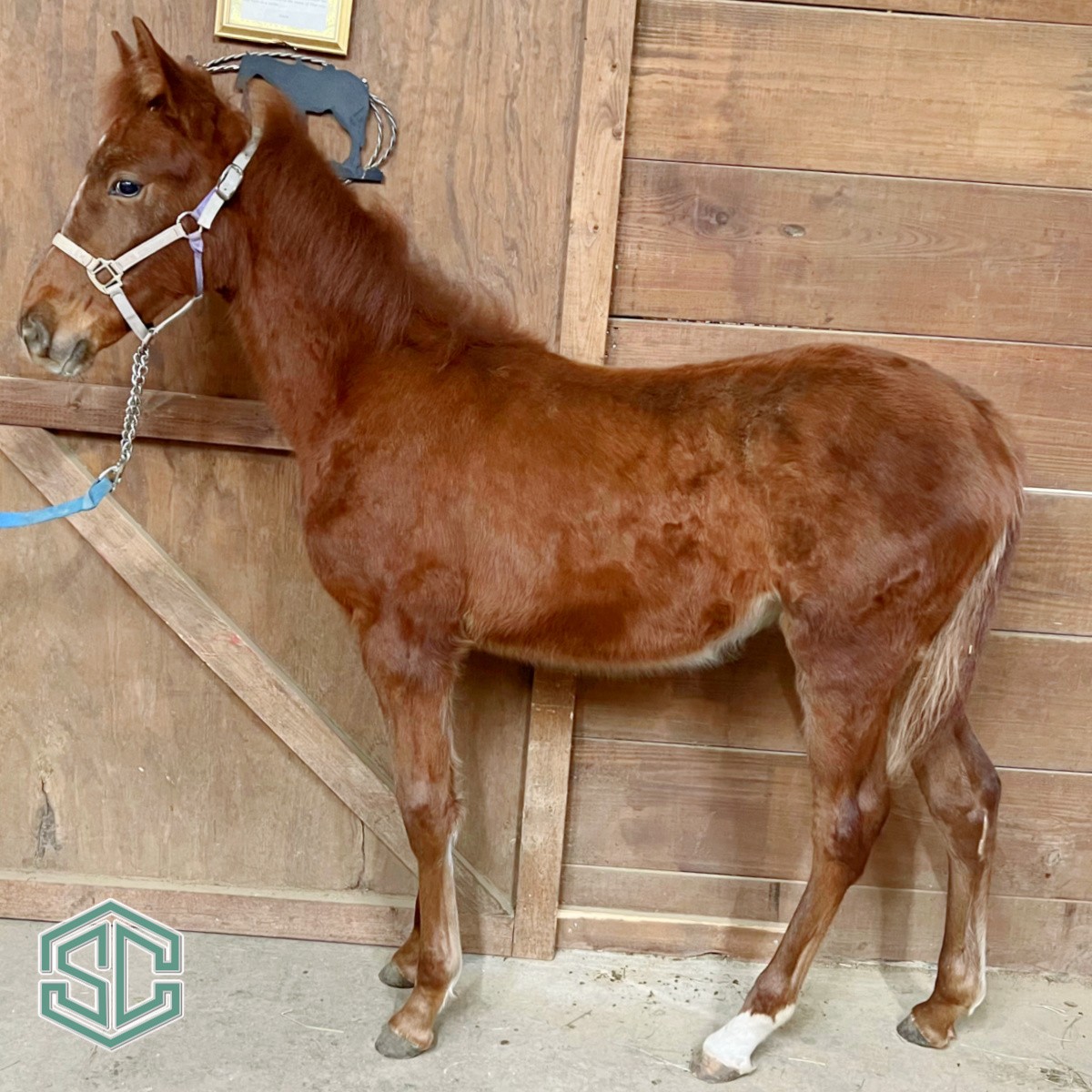 05) KNIGHT HONEY 22500049 – Just A Weanling!!! Sired by WC producing ...