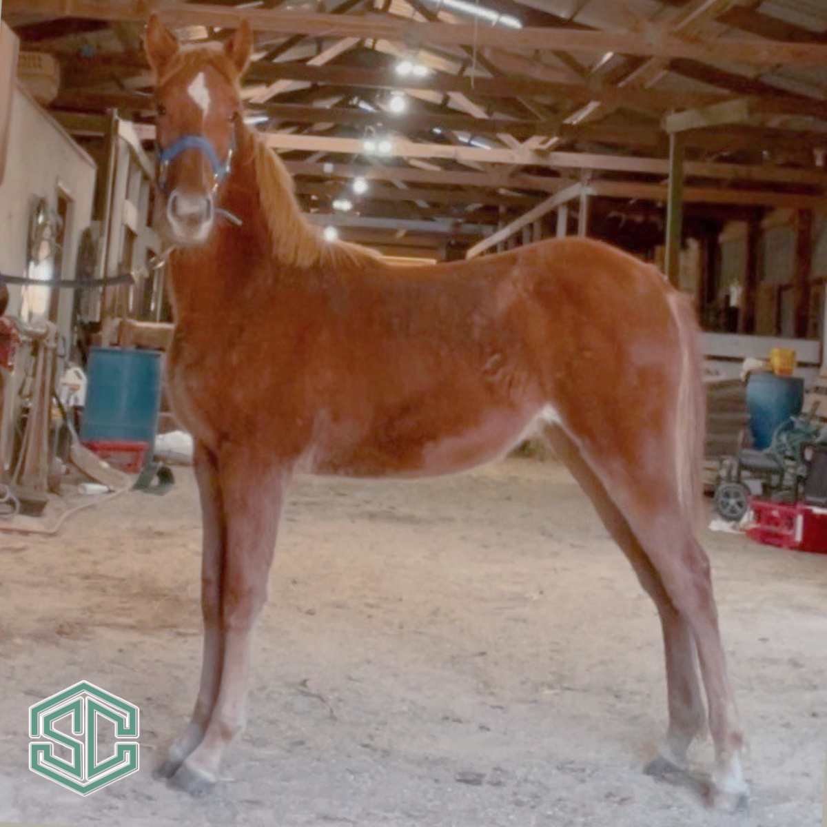 J44) MAKIN’ HER OWN DEAL 22401750 – A daughter of A Waymaker out of an ...