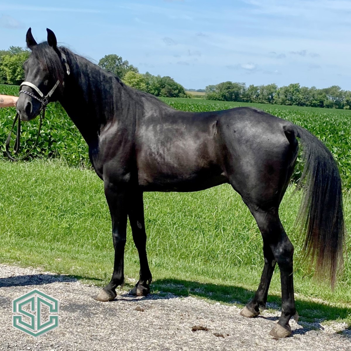 J80) MOONLIGHT IVORY 21801710 – HOMOZYGOUS BLACK BREEDING STALLION ...