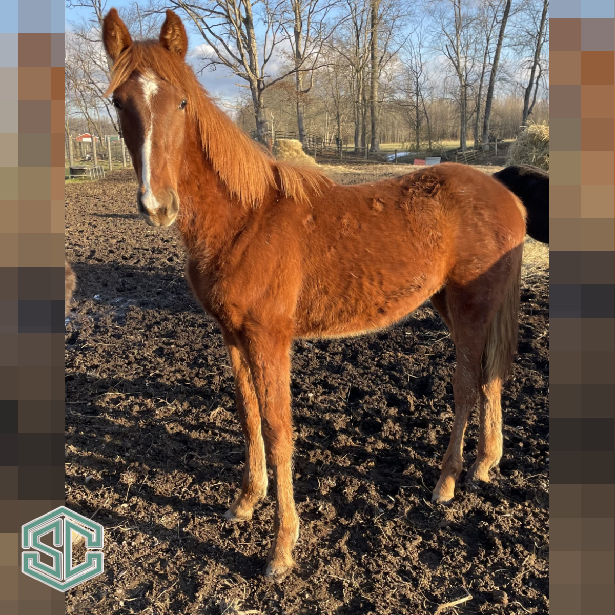 J53) POLLY GRAPH 22401502 – A Yearling daughter of WGC Lester H. Burns ...