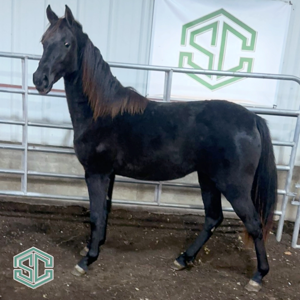 51) PRIMAVERA 22400594 – A YEARLING FILLY sired by the great Jose’ Jose ...