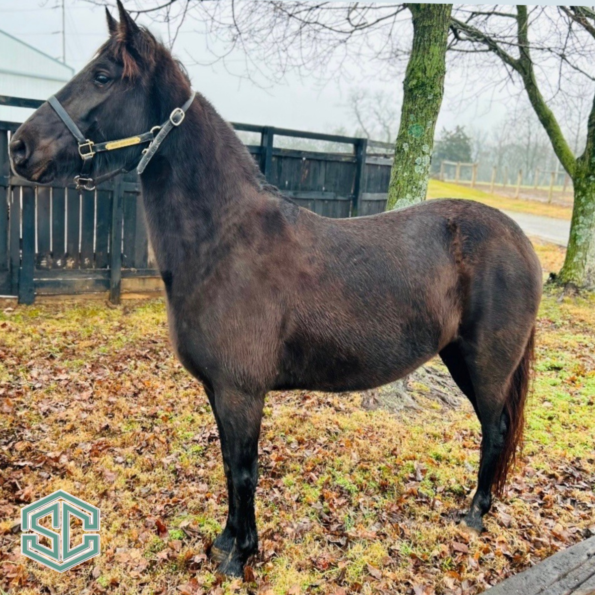 J41) SHE’S MIGHTY FLY 22002801 – Former Show mare and daughter of WGC ...