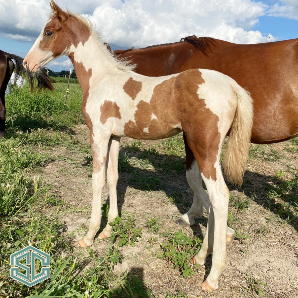 J05) SILVER BONES 22400512 – A Beautiful TOBIANO filly sired by Dealing ...