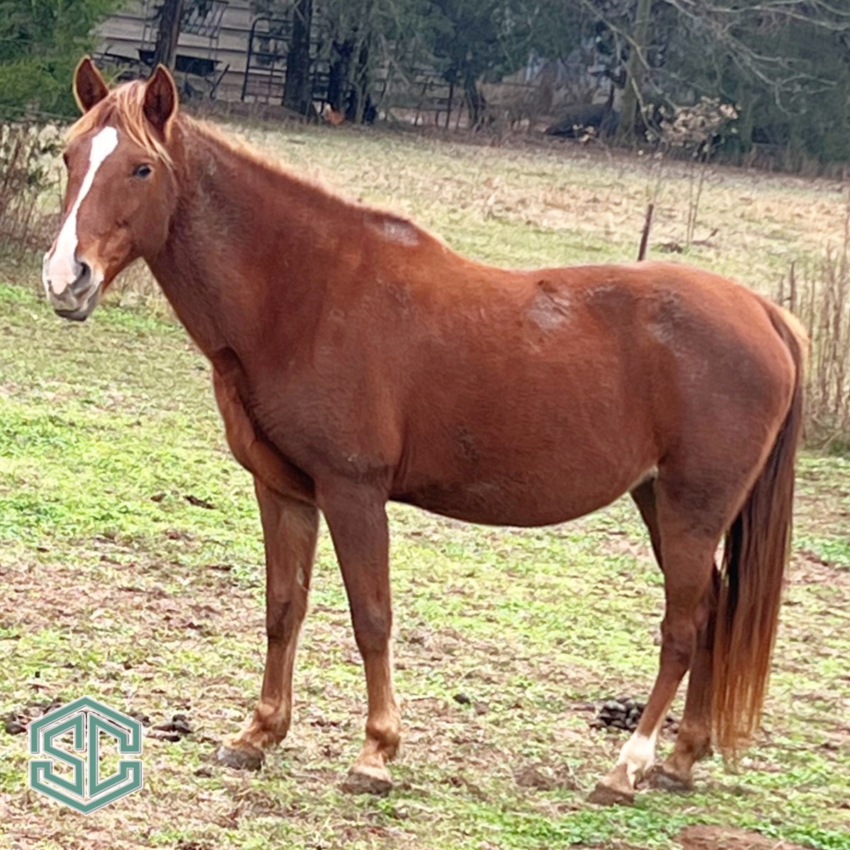 08) TED’S BROWN SUGAR 21303053 – A daughter of WGC Ted Williams out of ...