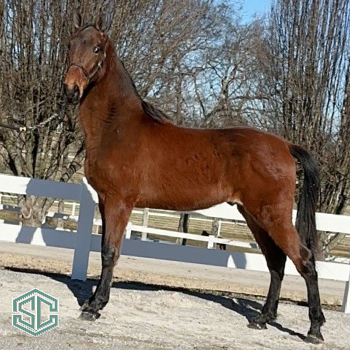 J50) THE JUDGE 22400009 – A BAY FALL COLT sired by 3X WGC Justified ...
