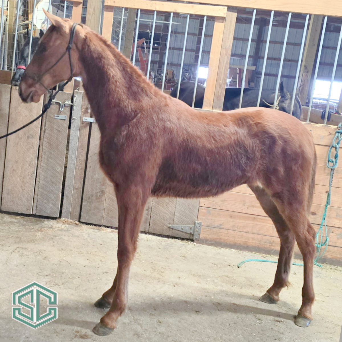 43) ACC’S HONOR ROSE 22401251 – This sharp Chestnut filly is sired by ...