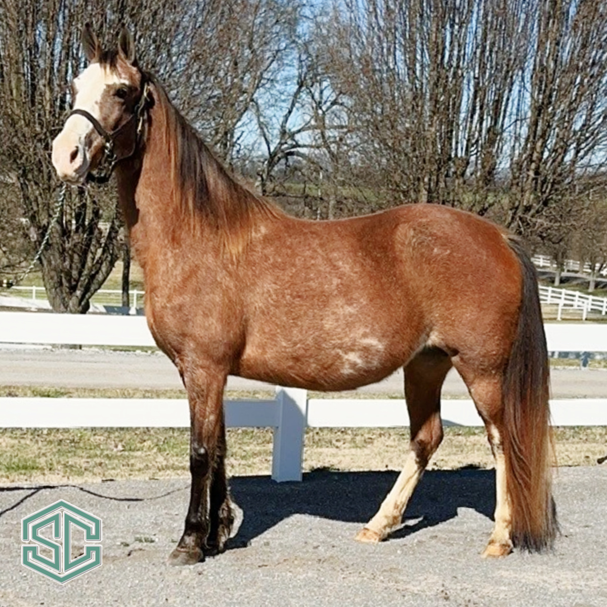 31) GEN’S FLASHY SALLY 21004689 – A BAY SABINO daughter of Generator’s ...