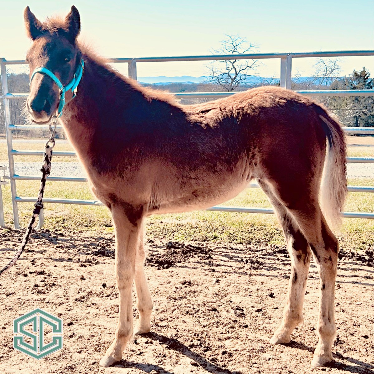 59) HONEY IN THE ROCK 22500021 – JUST A WEANLING!!! Sired by WGC Lester ...