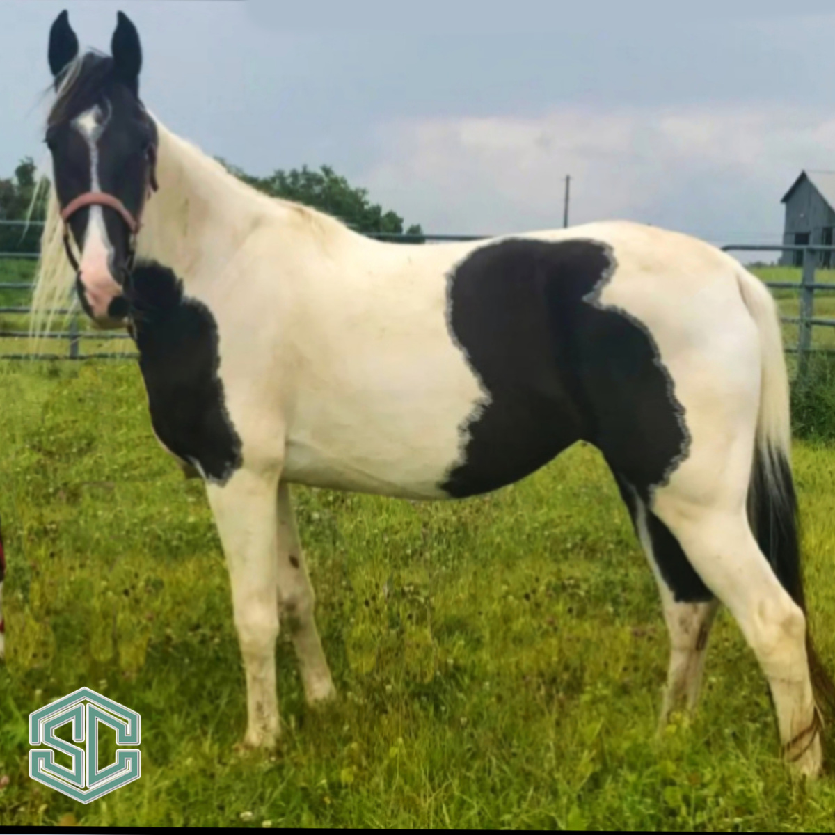 20) HONOR THESE COLORS 21702356 – A TOBIANO mare sired by WGC Honors ...