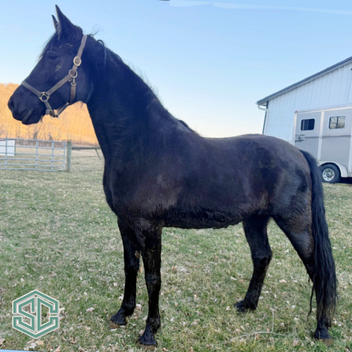 54) I AM FEMME FATALE 21700231 – A Big Beautiful daughter of 3X WGC I ...