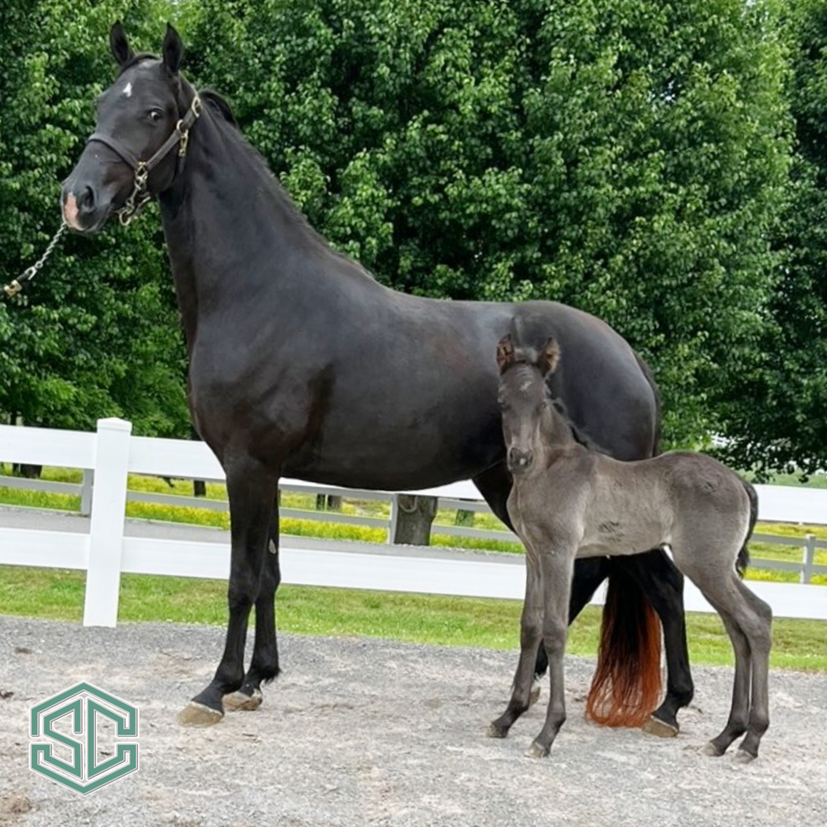 49) I AM TIK TOK 22000326 – A daughter of 3X WGC I Am Jose’ out of ...