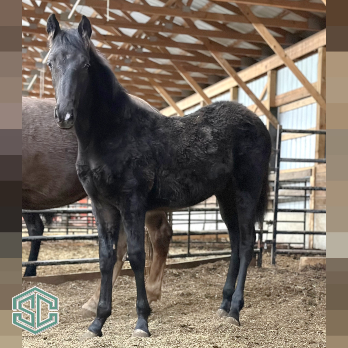 29) JAZZED UP JIMMY 22500142 -Just A WEANLING! This son of WGC Jimmy ...