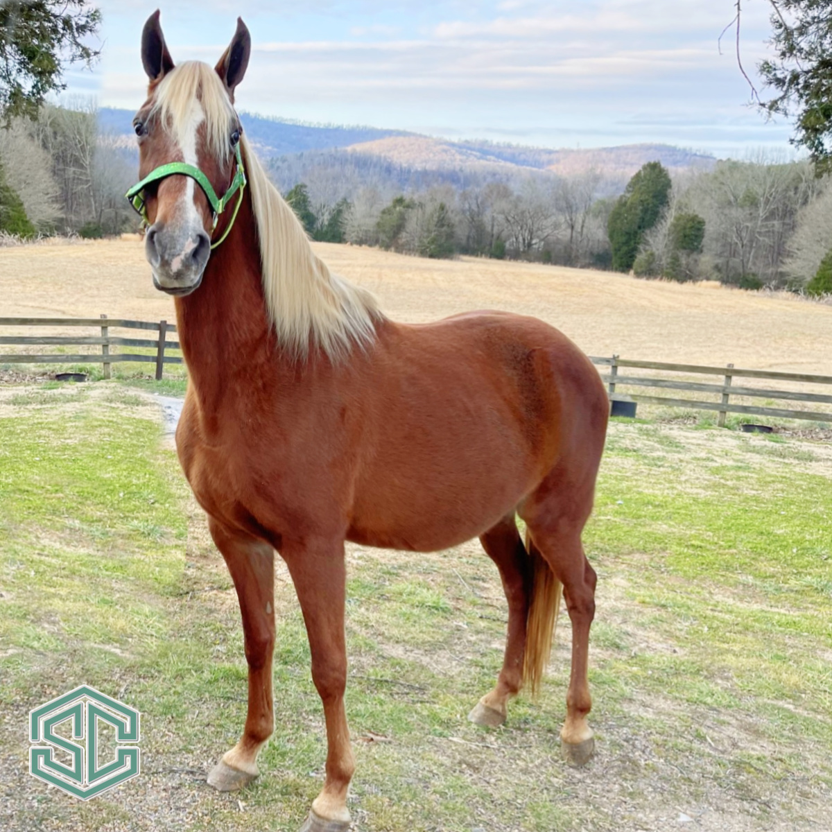 26) JAZZ’S MISS SADIE 20215667 – A daughter of the WGC producer A Jazz Man and out of a Pride’s ...