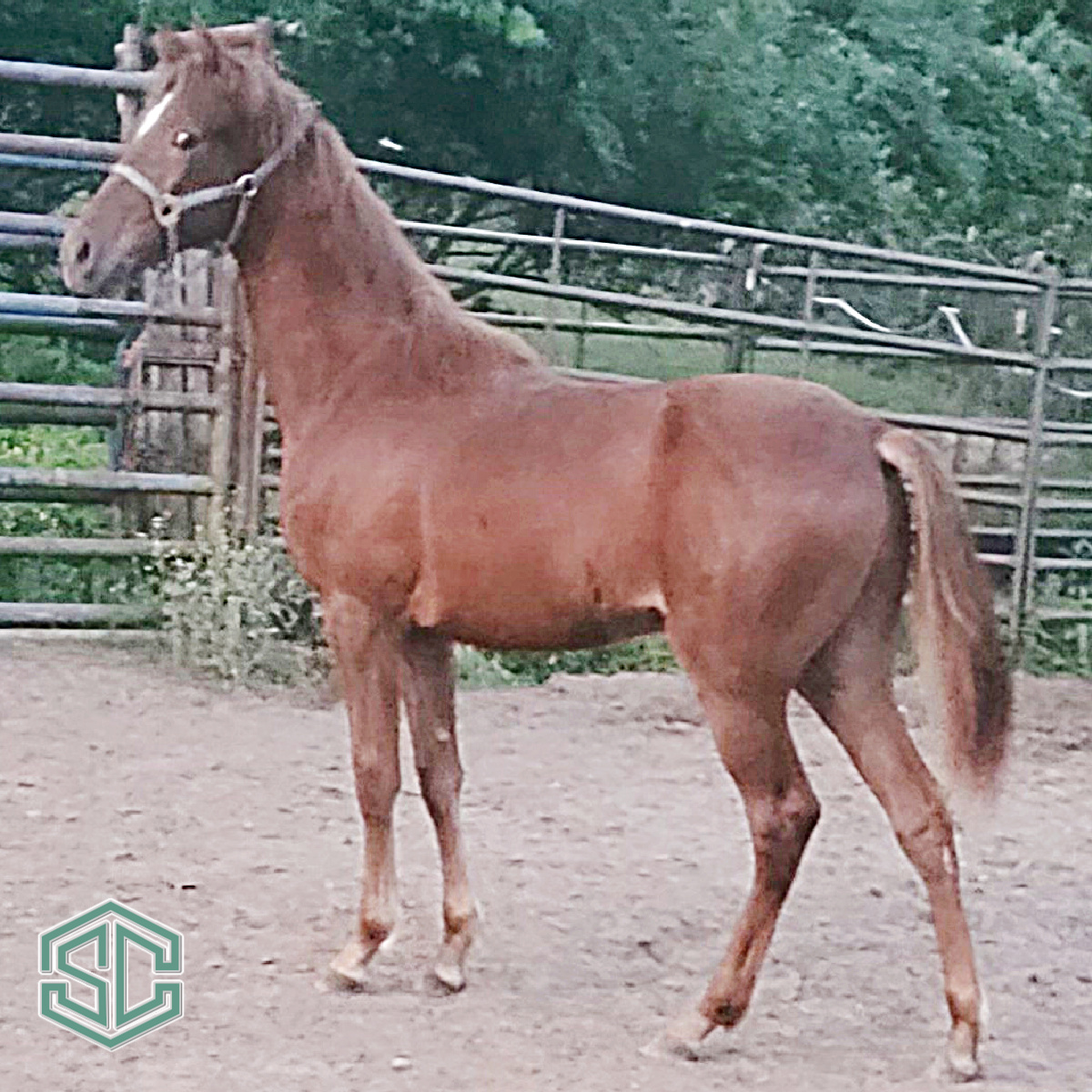45) JOSE’S GAME CHANGER 22400007 – A FALL Yearling sired by the great ...