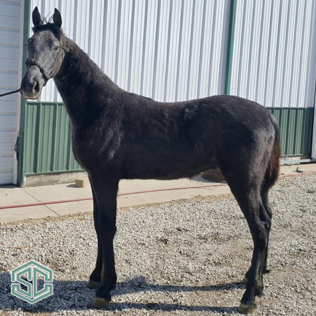 24) MIGHTY SOUTHERN GENTLEMAN 22401256 – A Sharp GREY Yearling Colt ...