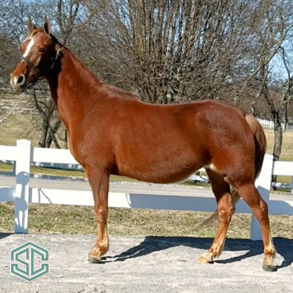 57) TED’S LUCKY CHARM 20806557 – A daughter of WGC Ted WIlliams out of ...