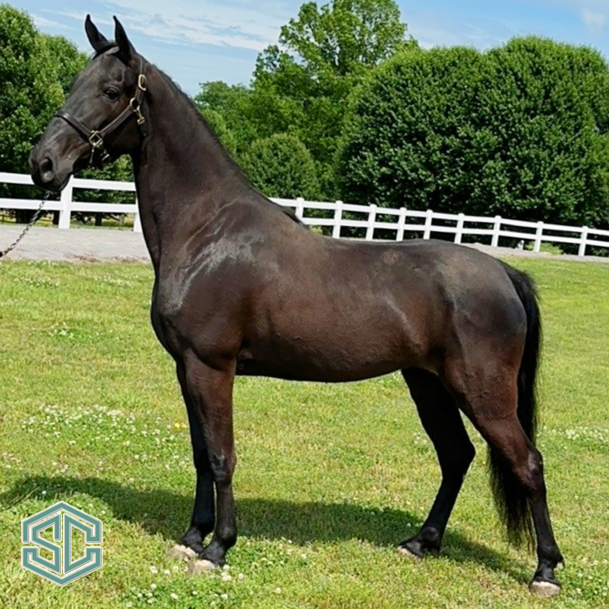 46) ALL RISE HLC 22000645 – Former winning show mare sired by WGC ...