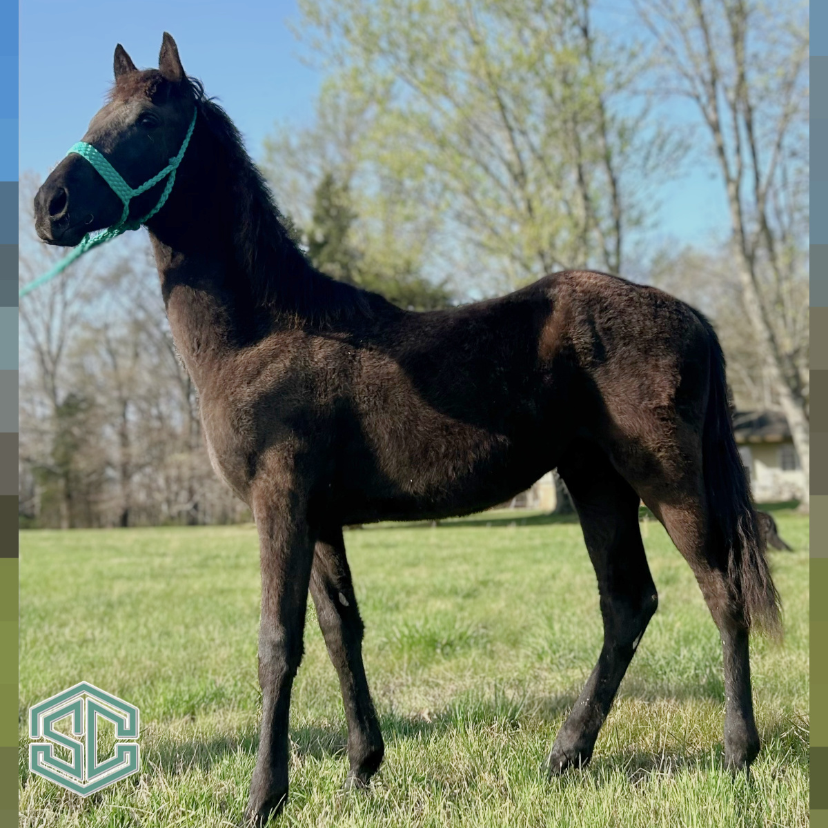 08) BIG CHOOS TO FILL 22402150 – A YEARLING COLT sired by WGC Jimmy ...