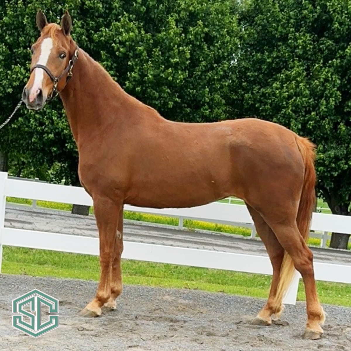 36) CHARLIE’S HURRICANE JANE 22200151 – This BIG Daughter of WGC Walk ...