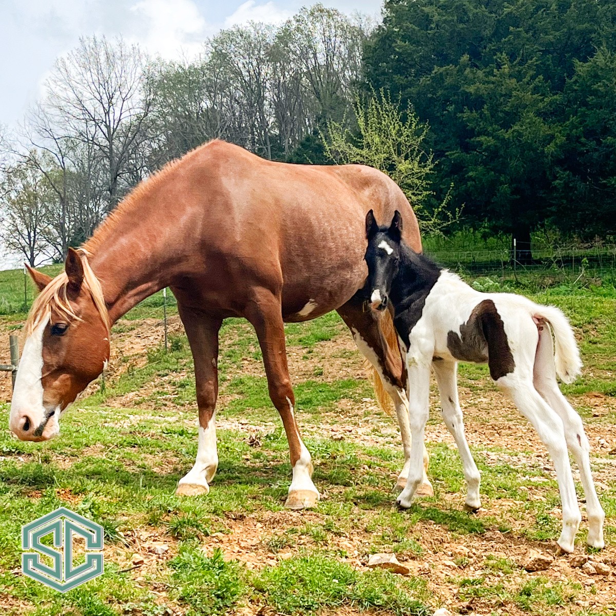 44) DELINA’S MD SERENA 22001748 – HERITAGE BRED MARE sired by Bud’s ...