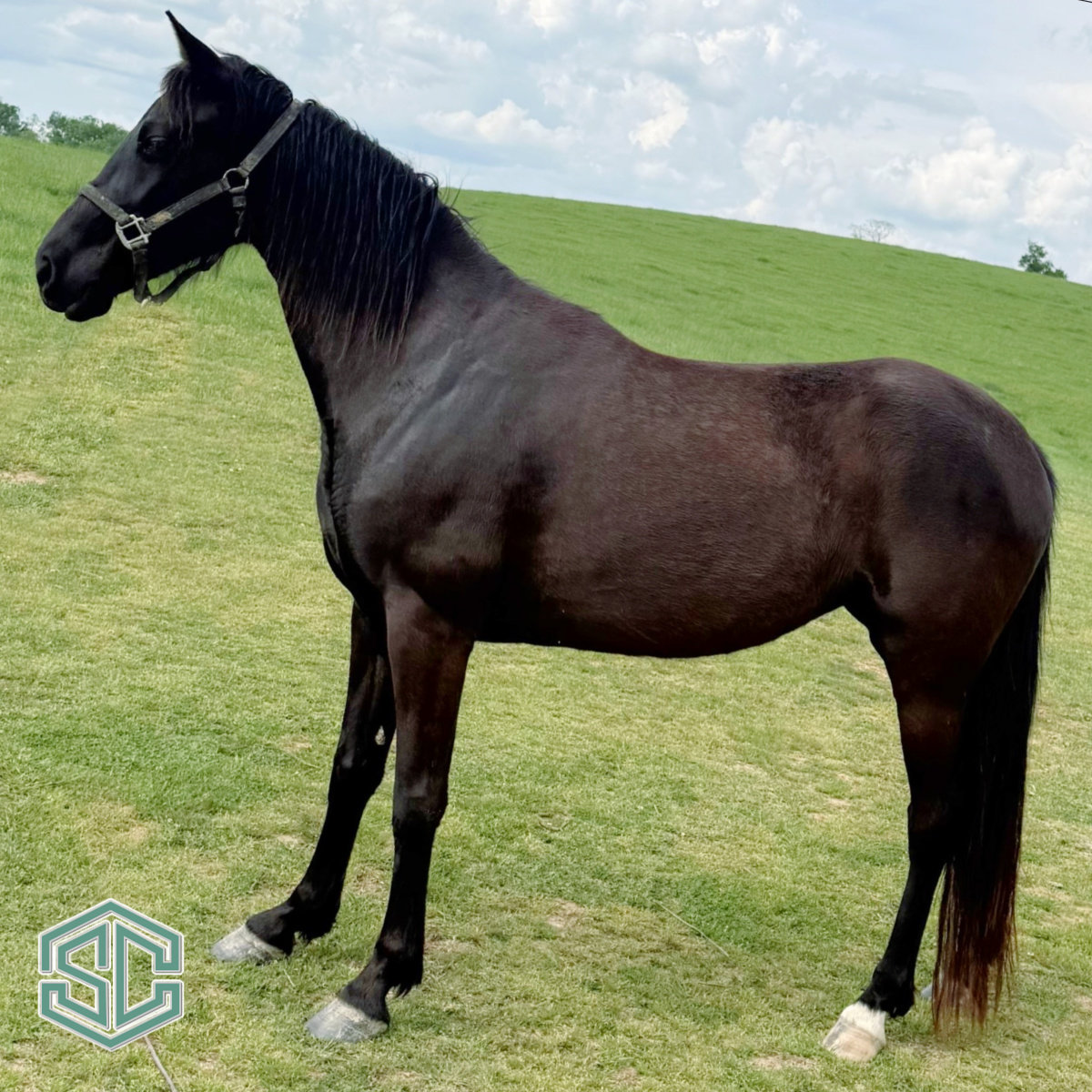 40) JOSE’S FLAWLESS DIAMOND 21801685 – A “DAUGHTER OF CHAMPIONS ...