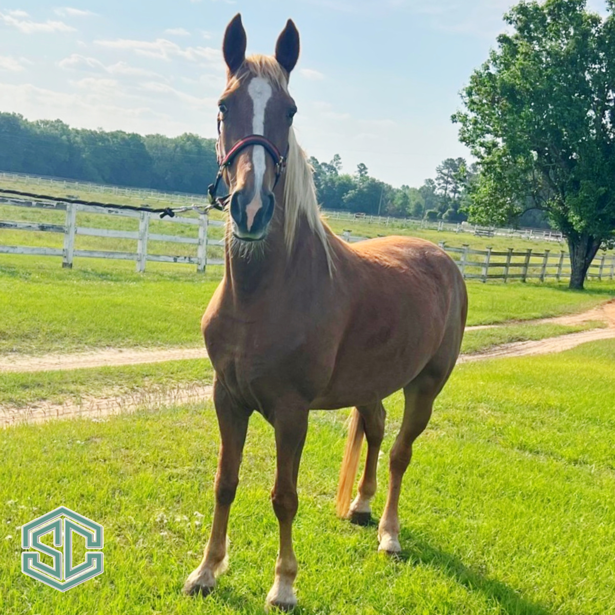 41) MILLENUUM’S LOVELY LADY 21400388 – Former Show mare and Res. World ...