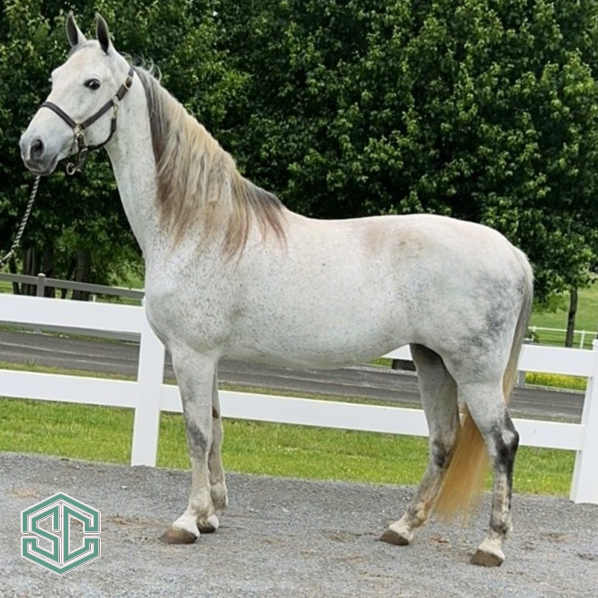 34) MISS SUZANNE SUGARBAKER 21401105 – FORMER TRAIL/COUNTRY PLEASURE ...