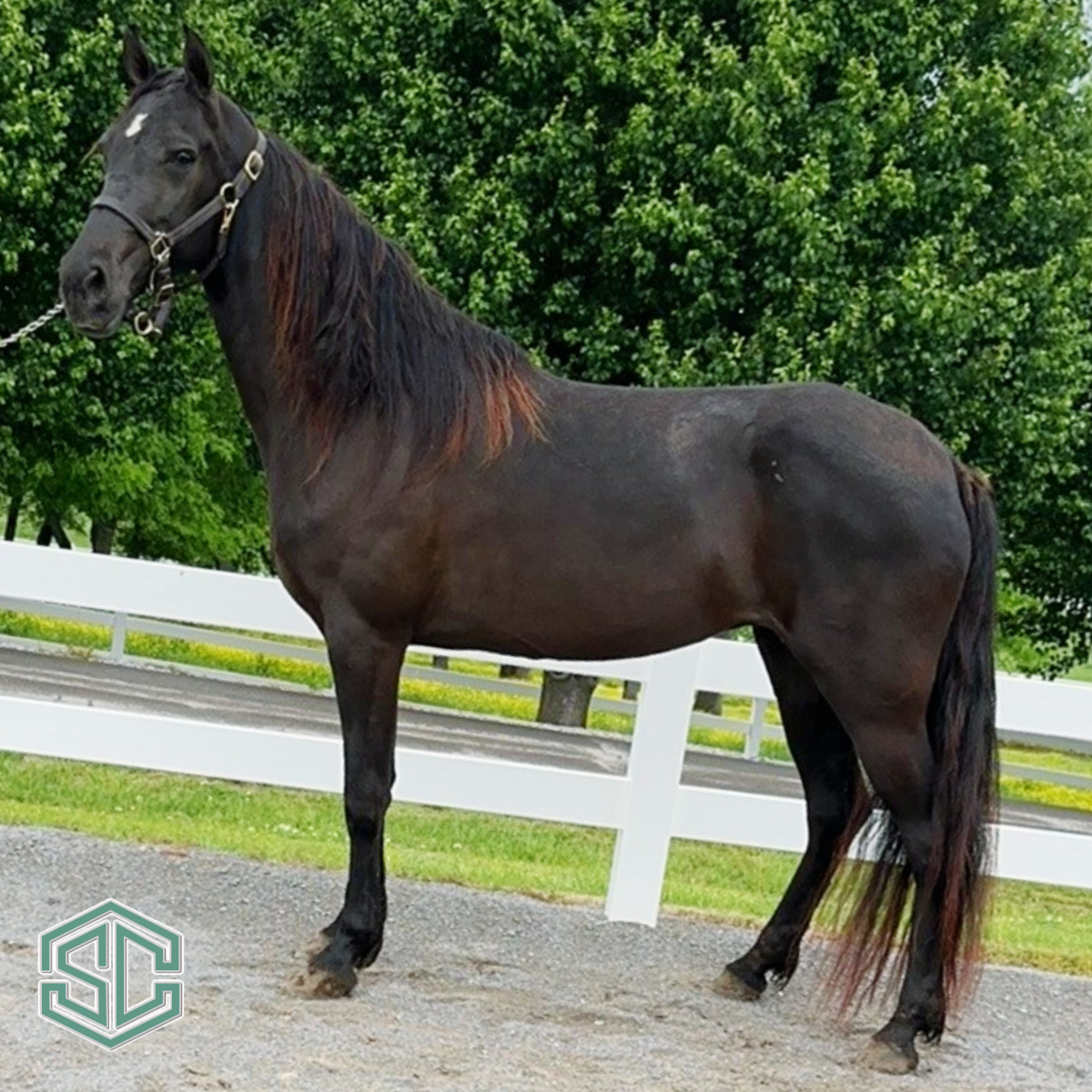 08) STAR’S SUGAR MOUNTAIN 22000162 – THE FIRST FOAL of WGC Star Of Ritz and out of a mare sired ...