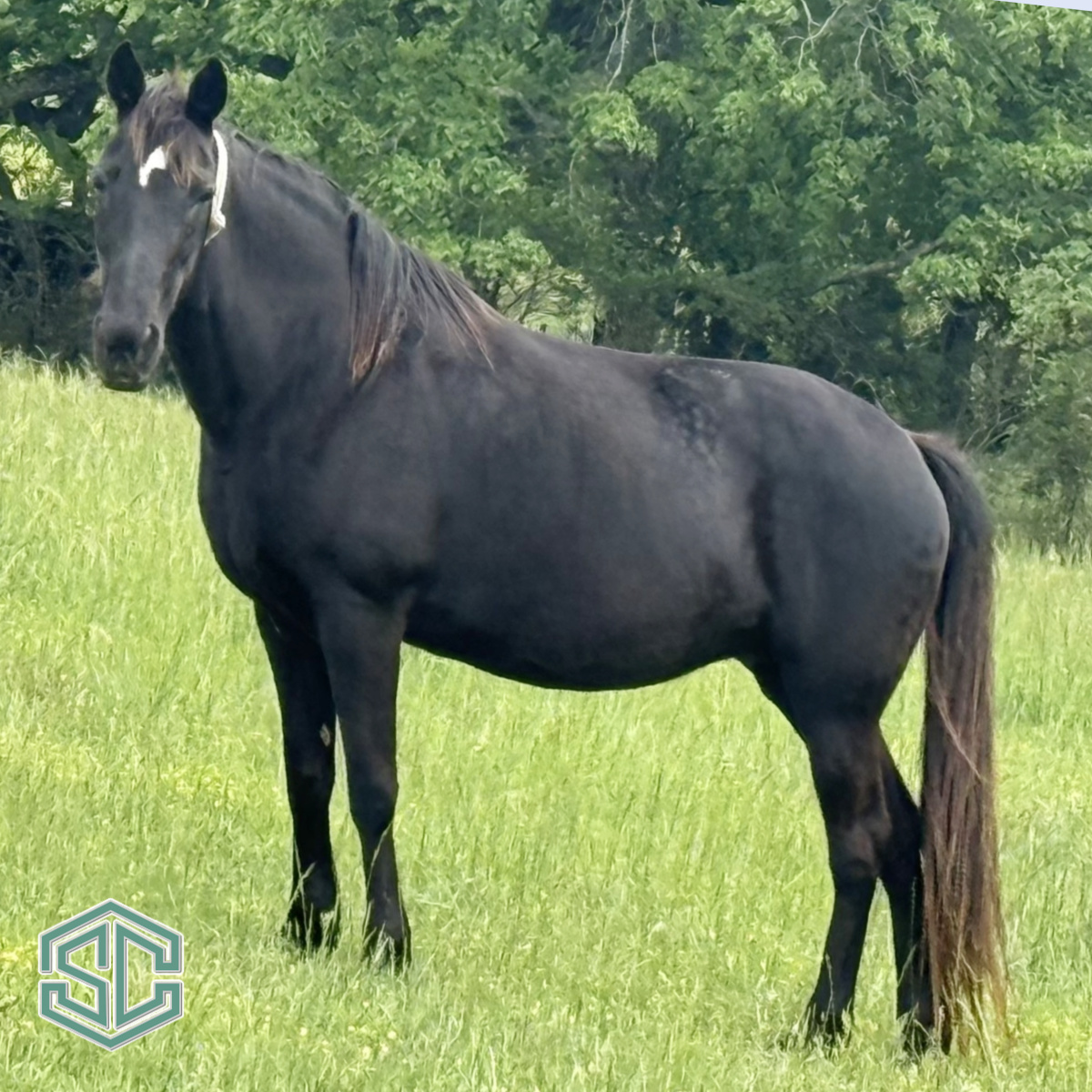 50) BOLD PROOF 20807078 – A daughter of World Champion Push Me Bold and ...