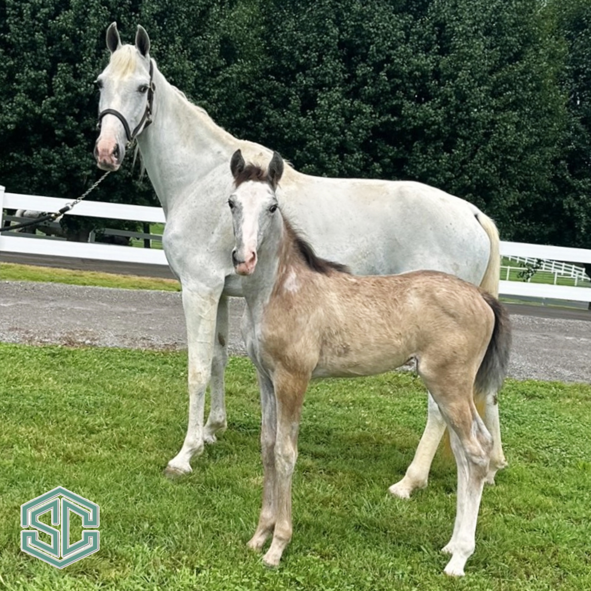 40) DRIFTAWAY 21701155 – FORMER SUCCESSFUL SHOW MARE -A Grey/Sabino ...
