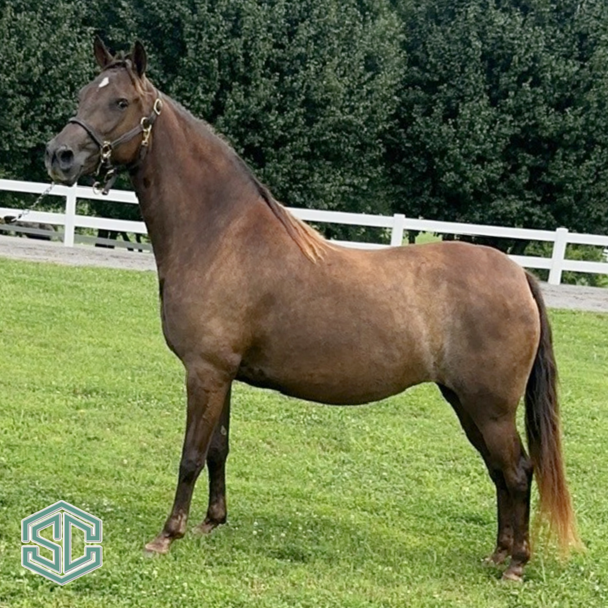 49) A BIT OF JOSE’ 22200849 – A Daughter of the great Jose’ Jose’, and out of World Champion A ...