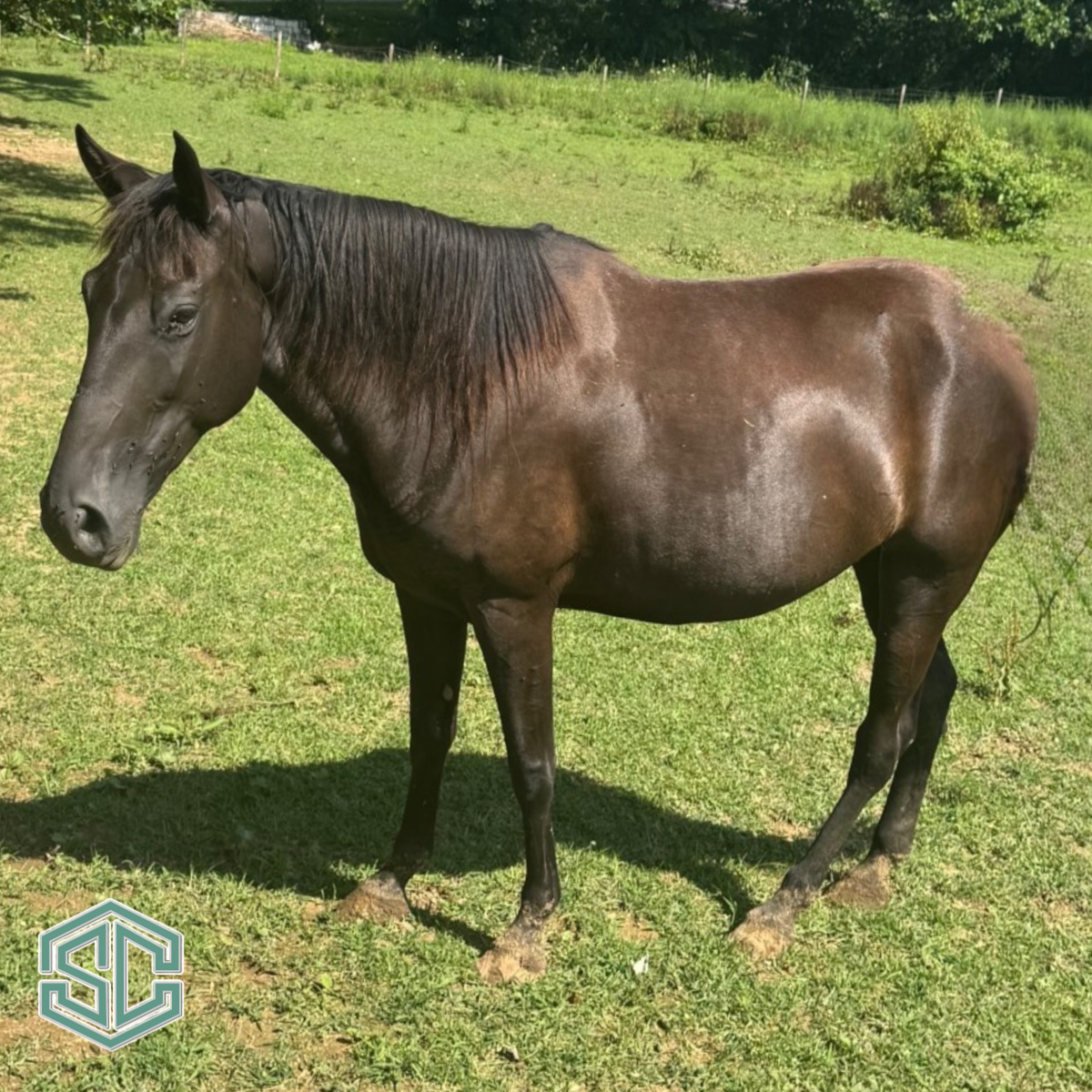 57) A DARK AND SHADY LADY 21800346 – A daughter of WGC He’s Slim Shady ...