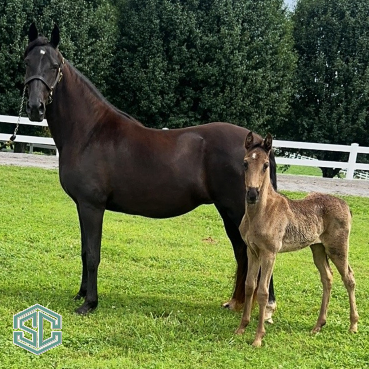 53) BELLA DAWN 21301436 – A daughter of the great Jose’ Jose’ and out ...