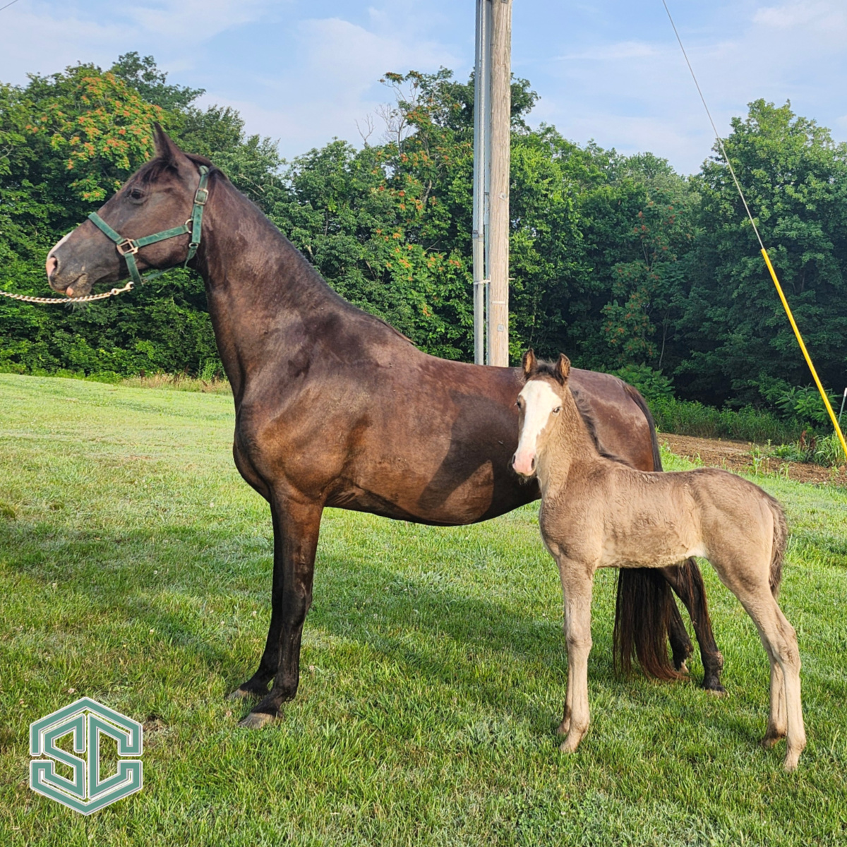 04) HELLO SORPRESA 21400362 – A daughter of Hello Jose’ out of a Gen’s ...