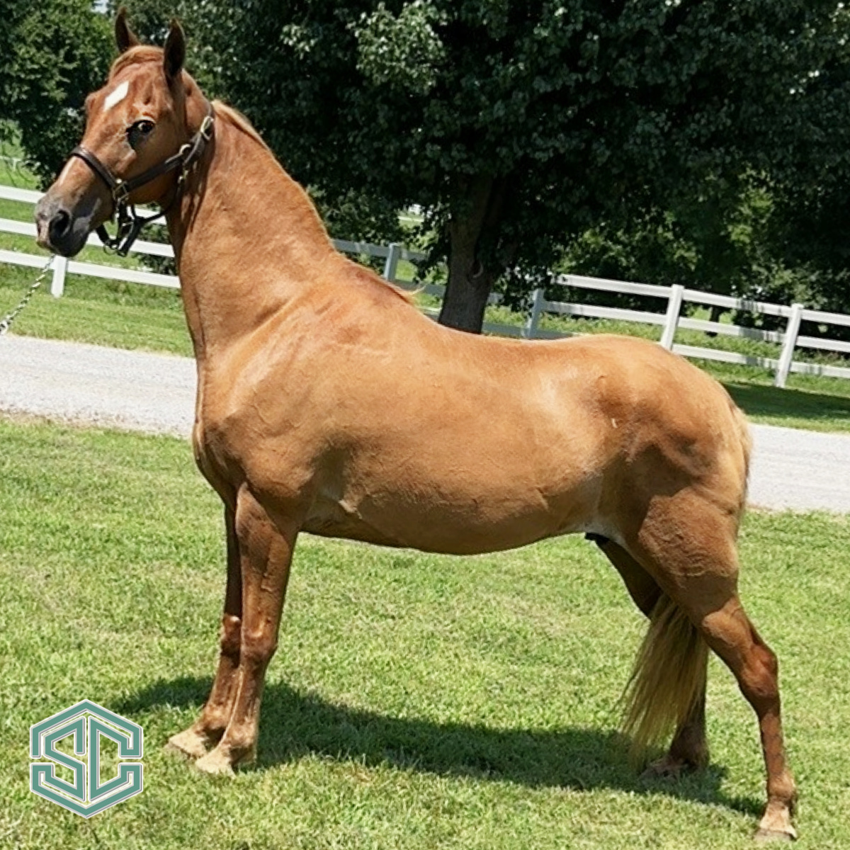 22) SIMPLY DEDICATED – Sired by WC Simply Dangerous out of MULTI WGC ...