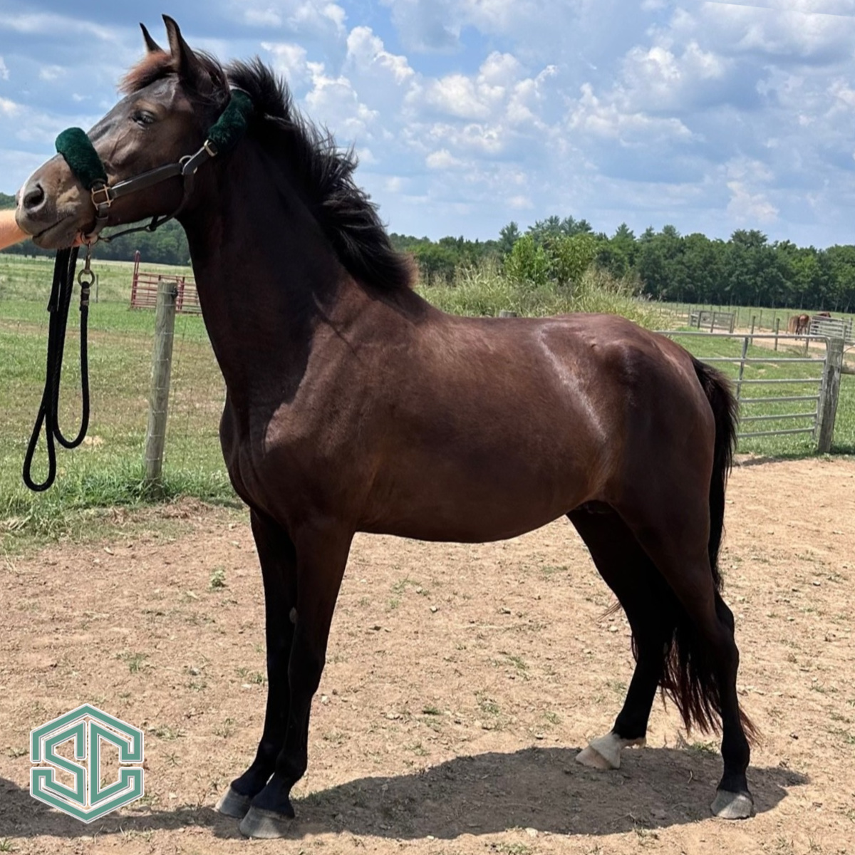 52) HAVING GIN WITH JOSE 22100313 – A daughter of WGC Gen’s Black Gin ...