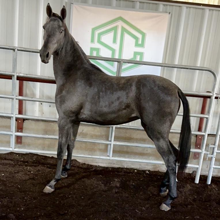 05) HONOR THY PROMISE – Honors X Lined With Cash - Sugar Creek