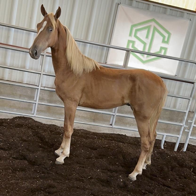 46) REVIVAL’S RED DEMON – Jose’ Revival X Gen’s Black Gin - Sugar Creek