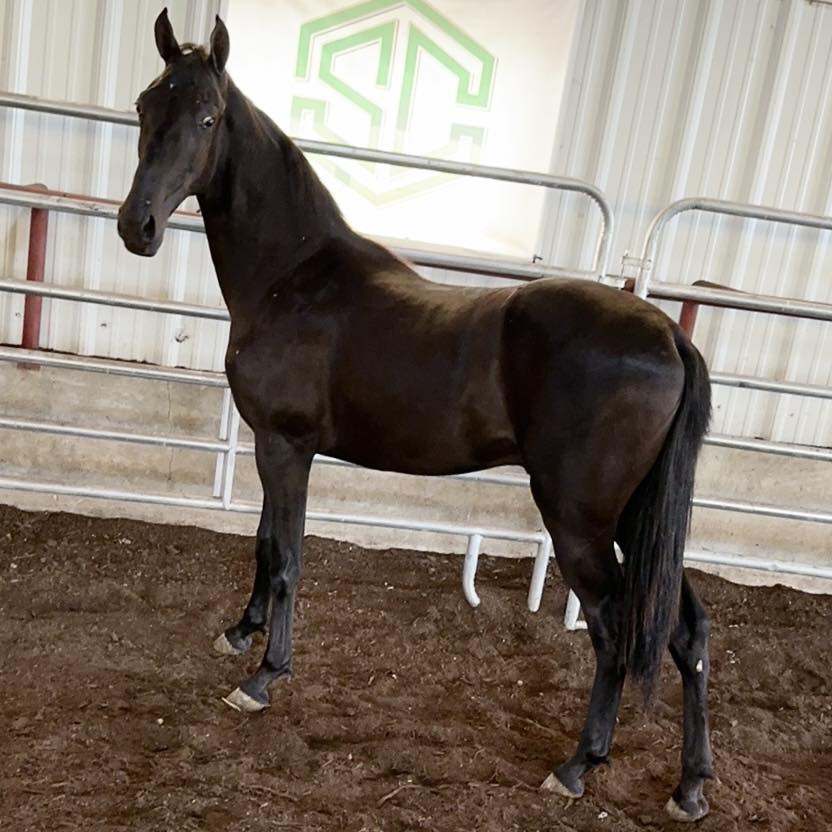 06) BLACK LABEL NO. 7 – Ben D’Or X A Spicy Jose’ - Sugar Creek