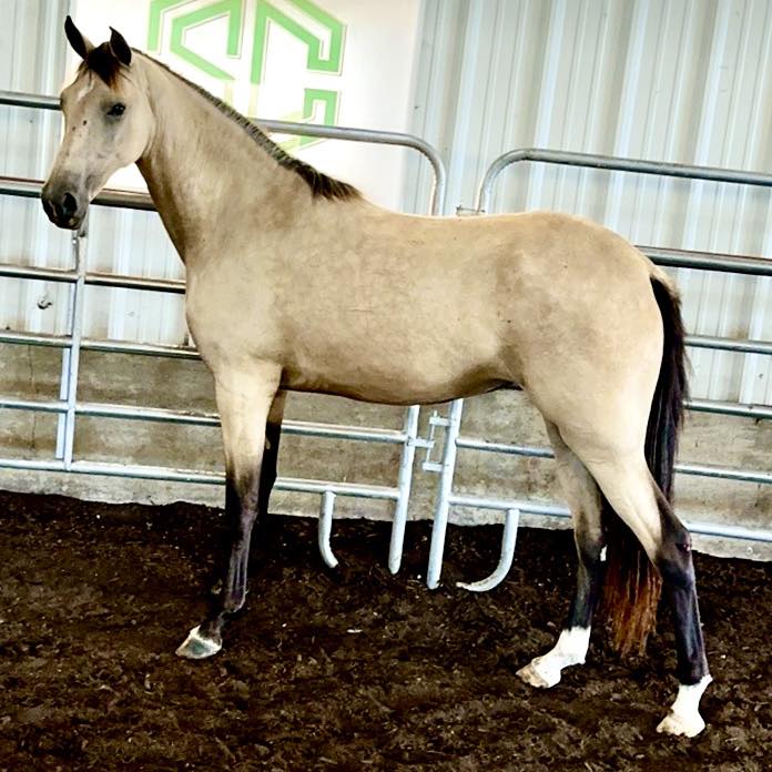 10) BUCKLE UP BUTTER CUP JHA – Call Me John Wayne X Stormy’s Lightning ...