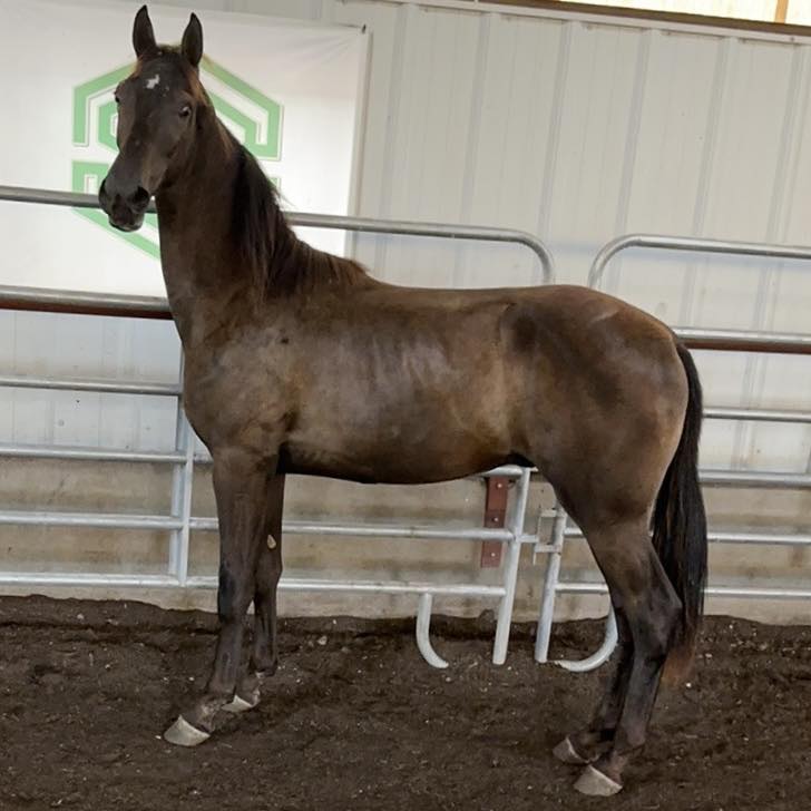 31) I HEART CHOO – Jimmy Choo X Gen’s Black Gin - Sugar Creek