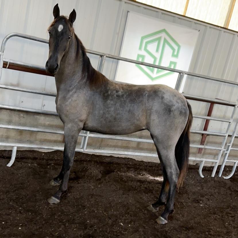 02) JIMMY’S LUCKY CHOO – Jimmy Choo x Jose’ Jose’ - Sugar Creek